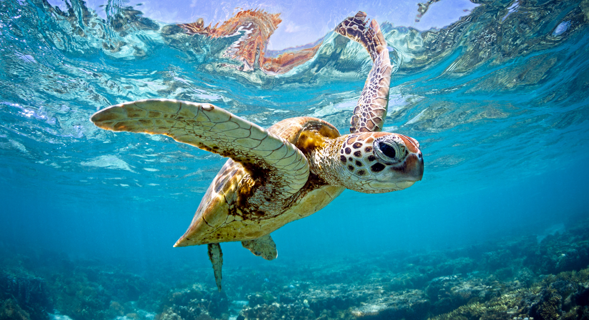 Far & Wide | Travel Ideas and Inspiration